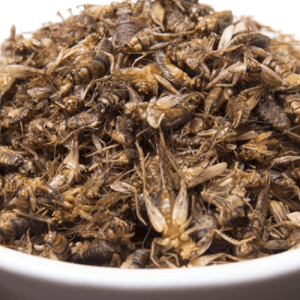 WHOLE ROASTED CRICKETS | ENTOMARKET | EDIBLE INSECTS