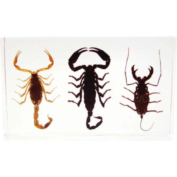 Edible Scorpions Category - Edible Insects