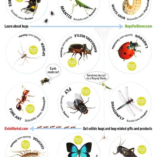 Bug Stickers - Edible Insects