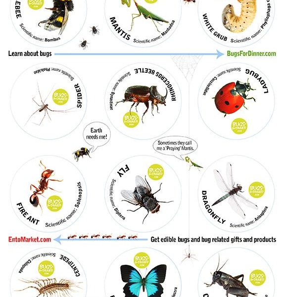 Bug Stickers - Edible Insects