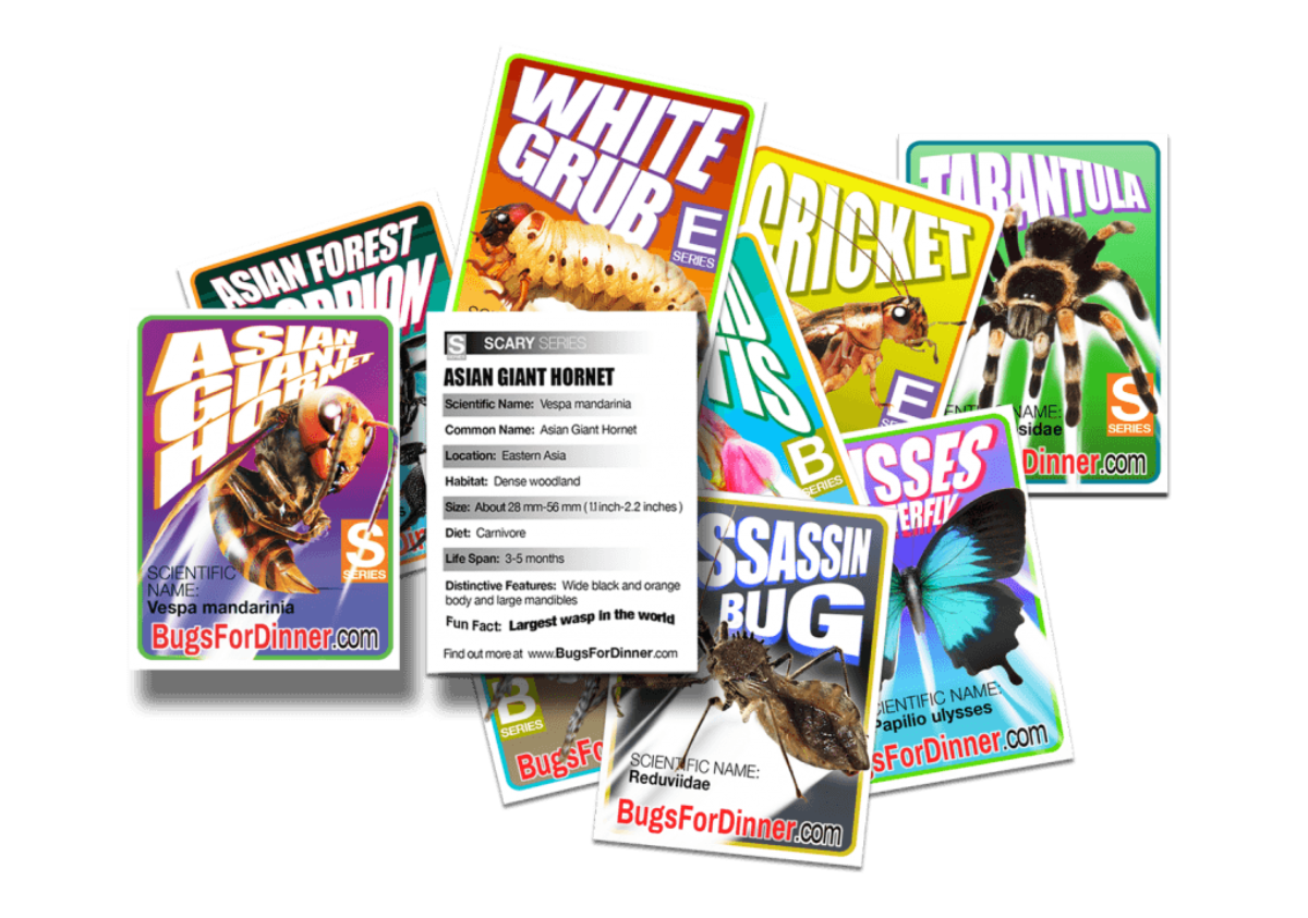 BUG TRADING CARDS Beautiful, Edible and Scary - Edible Insects