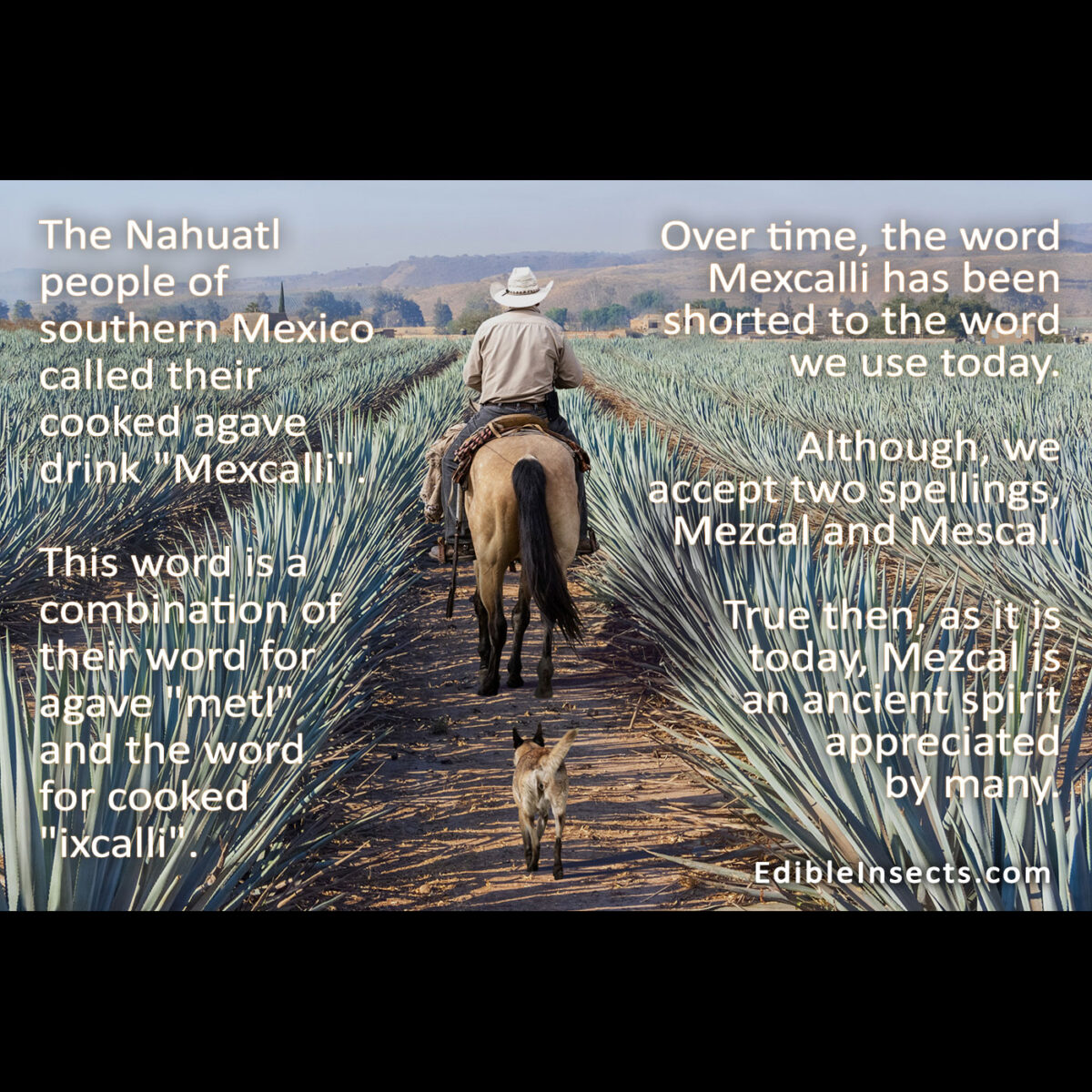 Sal De Gusano - Rojo - Edible Insects