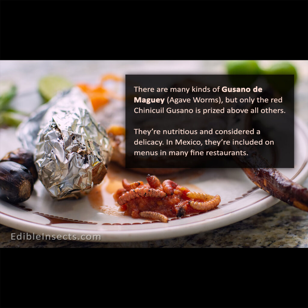 Sal De Gusano - Rojo - Edible Insects