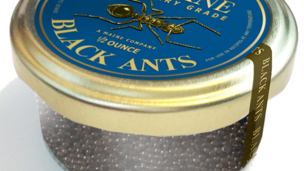 Gourmet Black Ants - Edible Insects