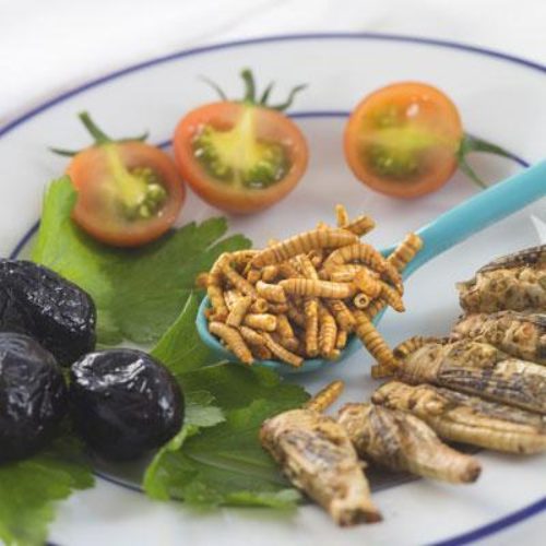 What is Chitin? - Edible Insects