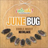 Edible Insects | EntoMarket | Bugs You Can Eat For Sale Online