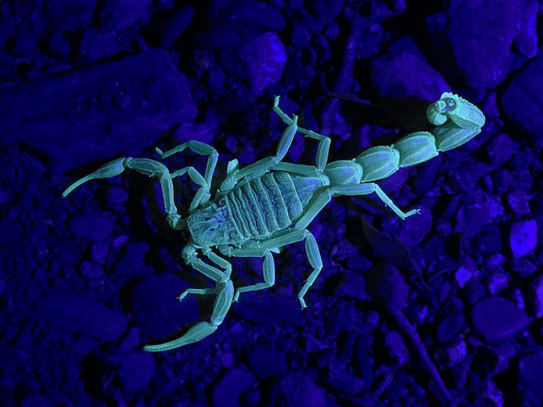Edible Manchurian Scorpions - Edible Insects