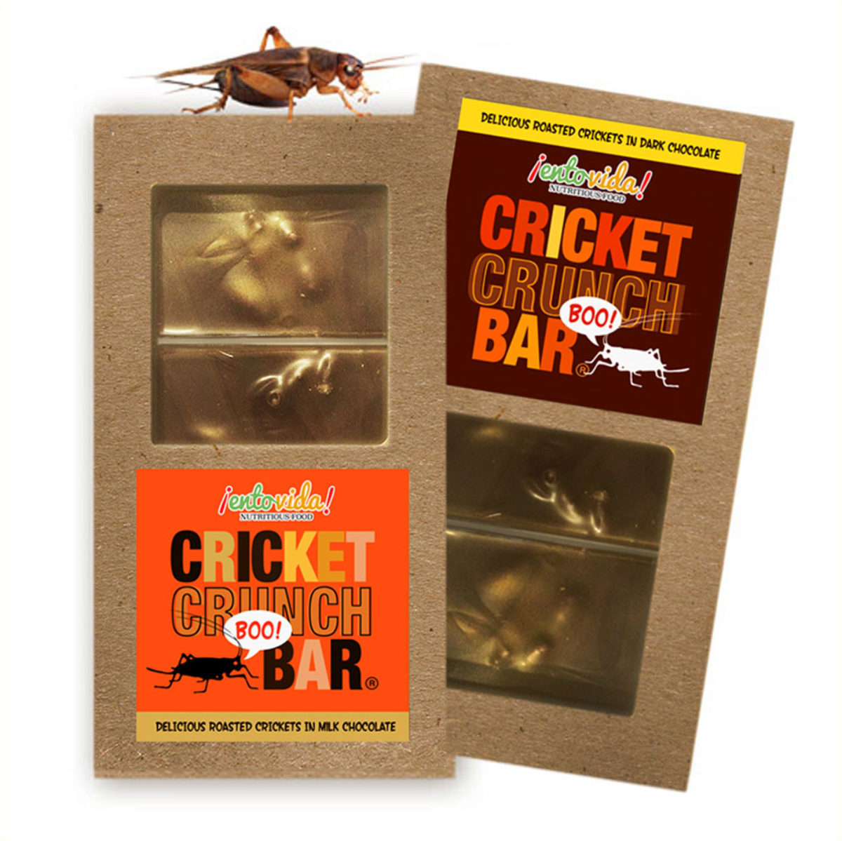 Chocolate Covered Insects | EntoMarket at EdibleInsects.com