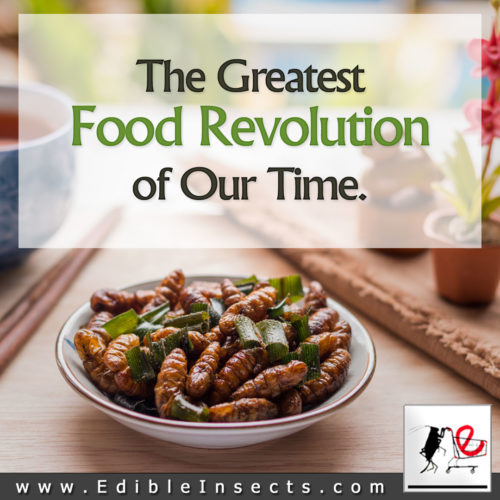 Why Eat Bugs? - Edible Insects