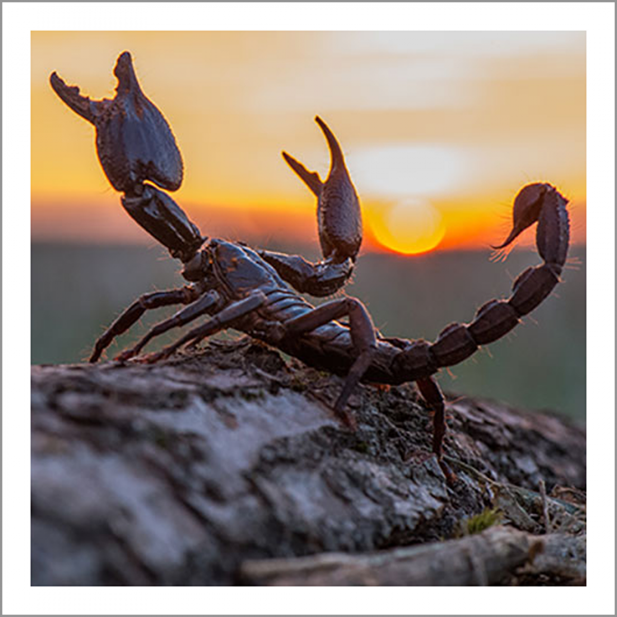 Scorpion’s Glow & 12 Other Facts About These Amazing Arachnids - Edible ...