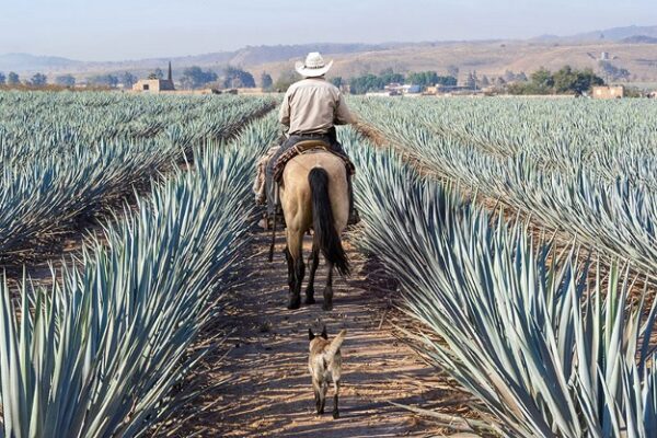 What’s The Real Story Behind the Worm in the Tequila Bottle? - Edible ...