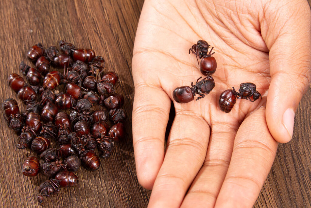 CHICATANAS - Edible Insects