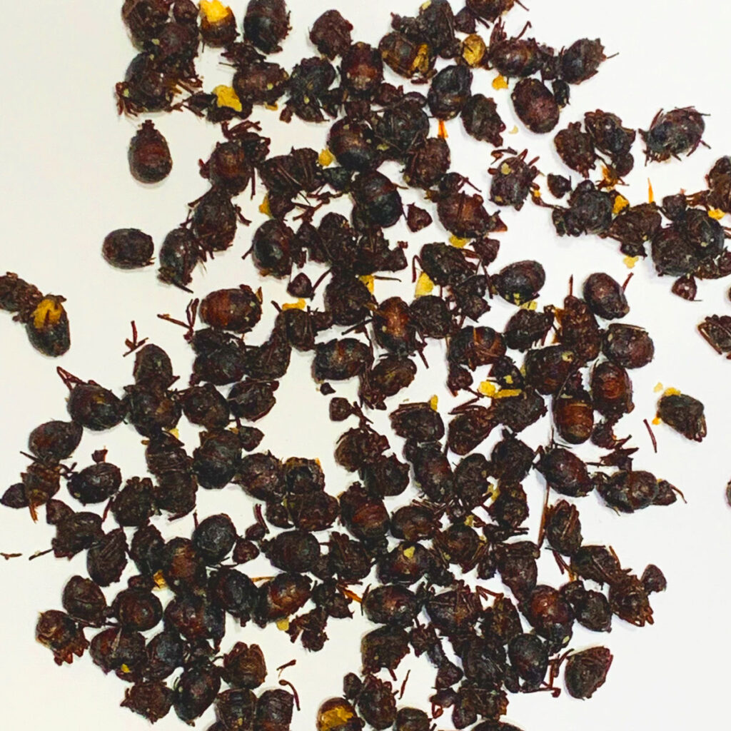 CHICATANAS - Edible Insects