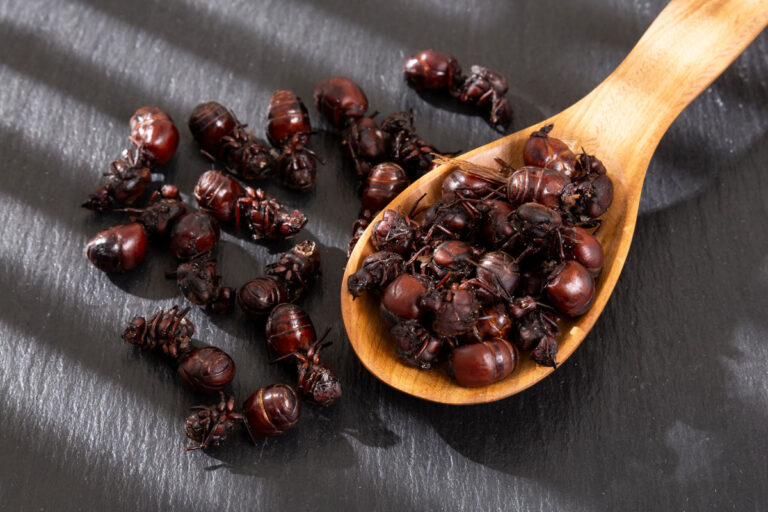 CHICATANAS - Edible Insects