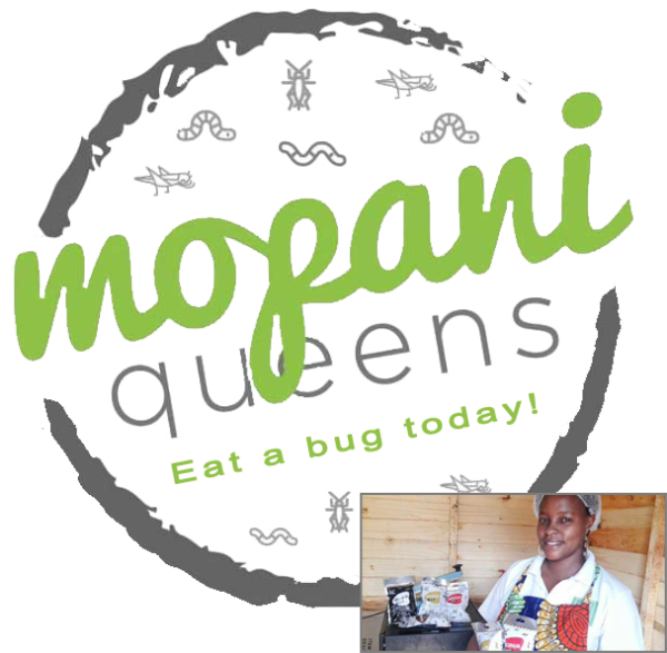 Edible Insects For Sale - Edible Insects