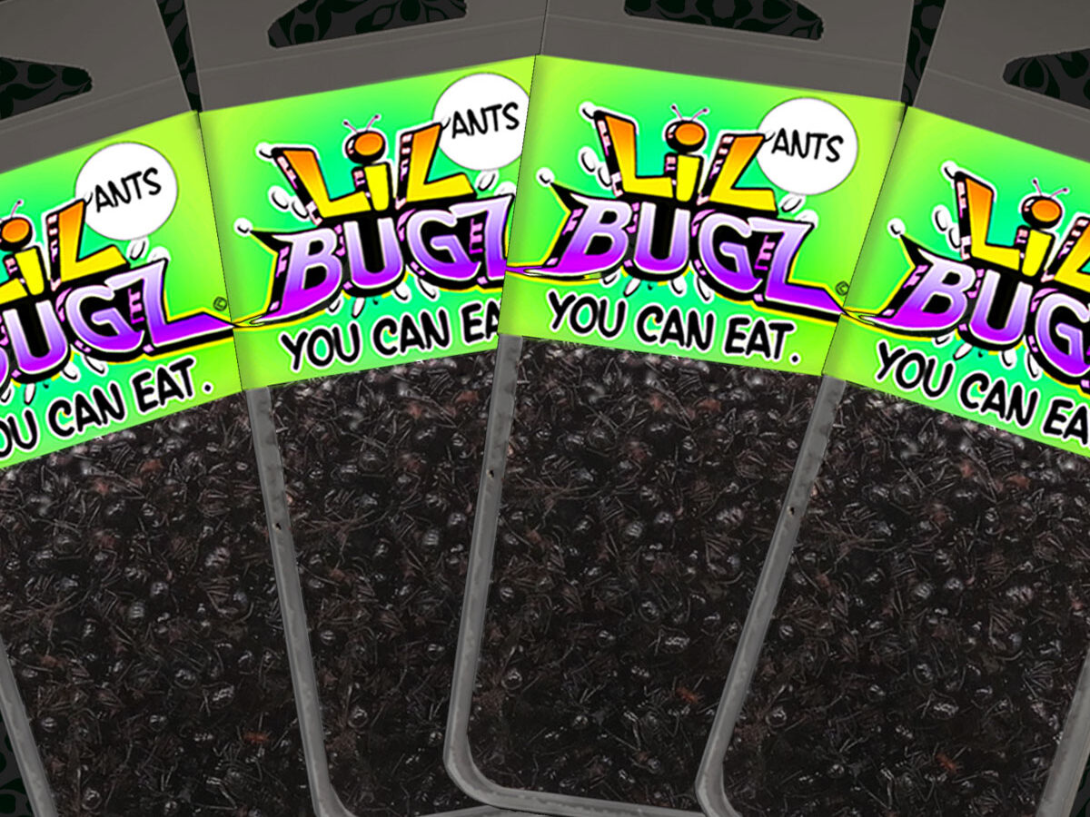 Scorpion Pops | Real Scorpions Encased in a Candy Sucker - Edible Insects